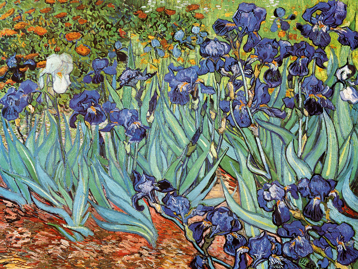 Vincent van Gogh – Iris (vandret) | Plakaten - Aarhus